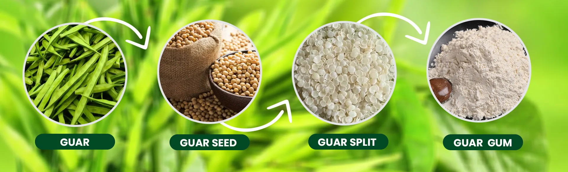 Guar Gum Powder Manufacturer Supplier Exporter From Mysore Guar Gum Powder Manufacturer Supplier Exporter From Mysore